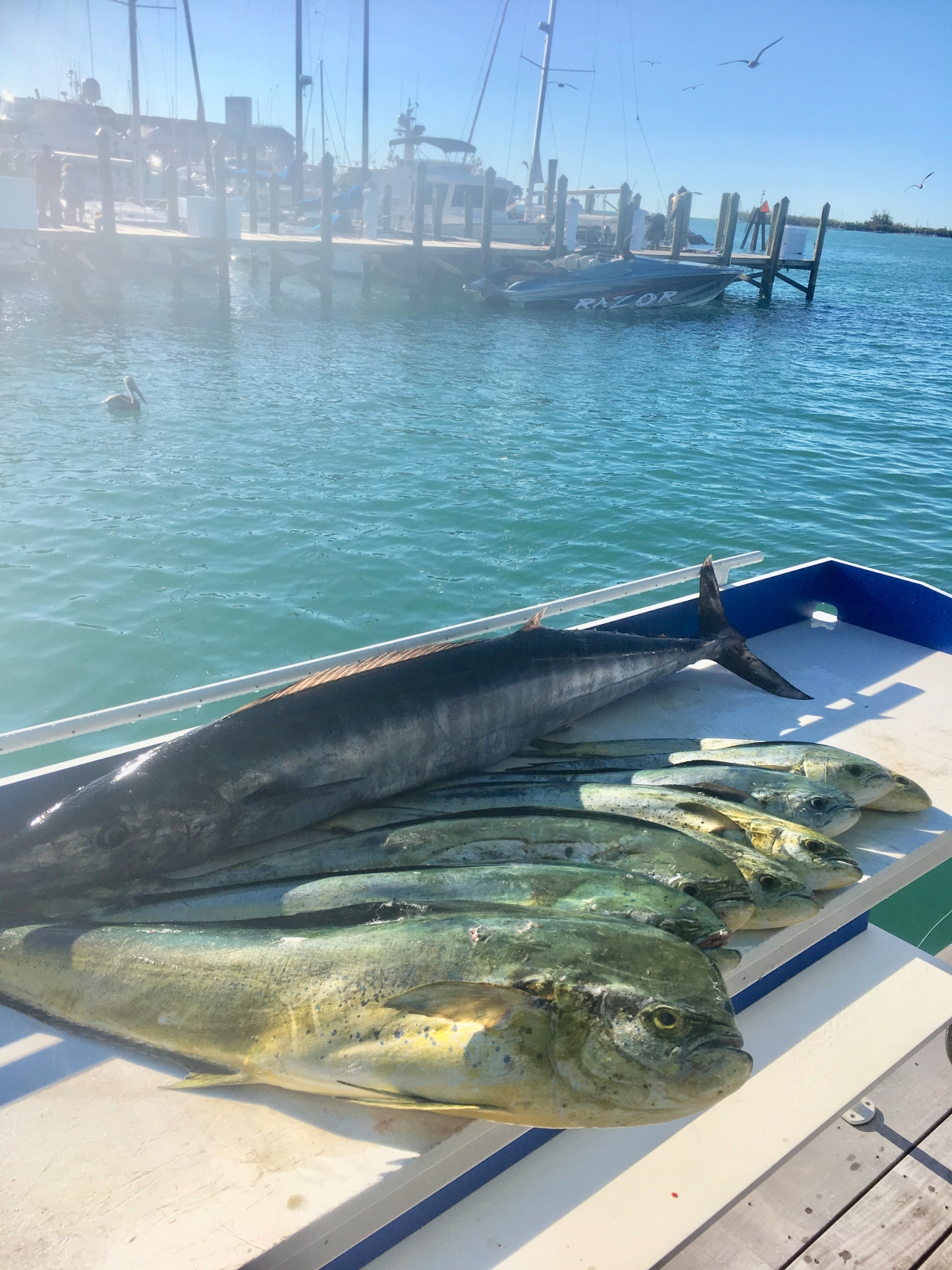 Another Great Start to the Season - Key West Offshore Fishing Charters ...